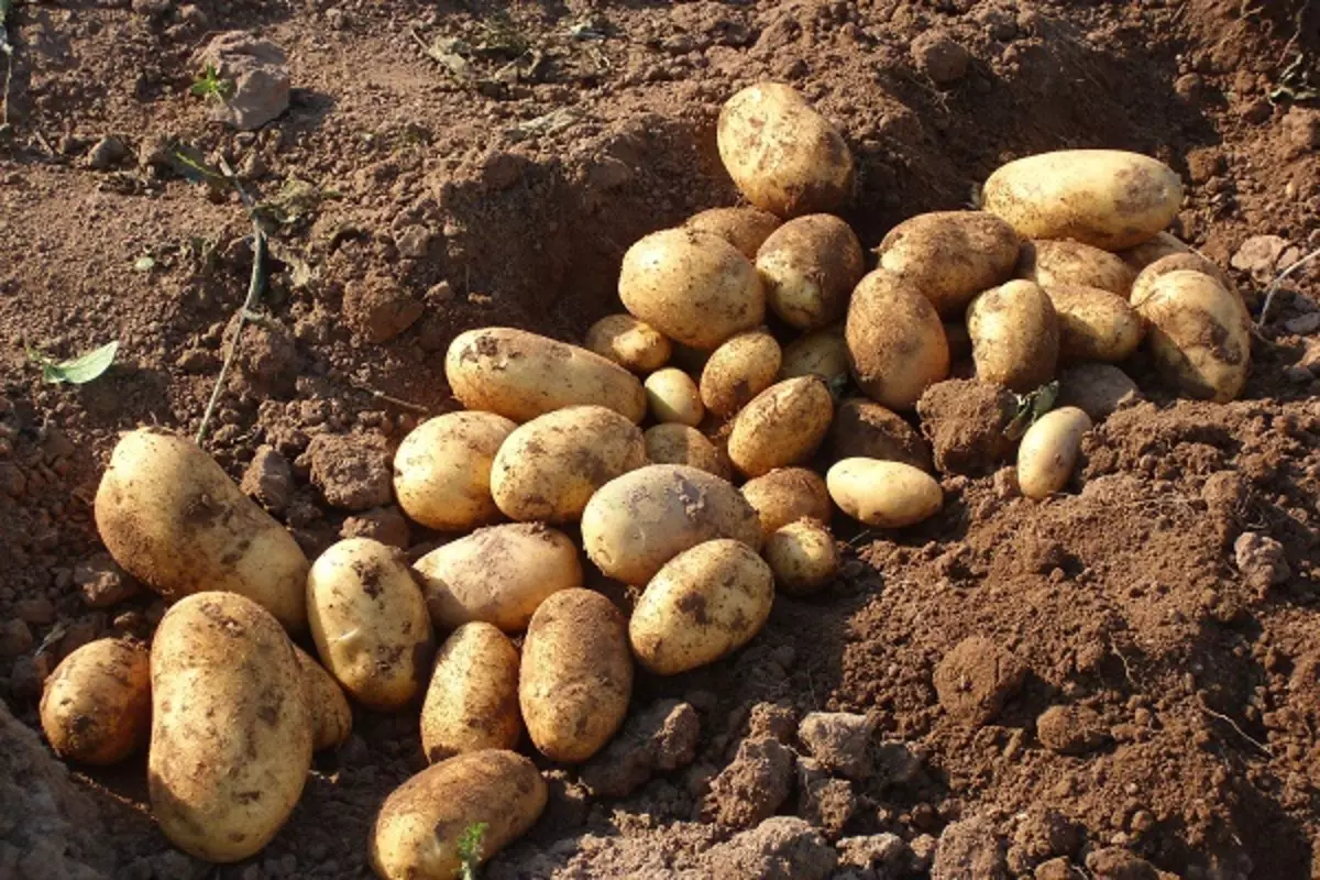 Cultivado no território