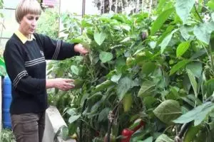 हरितगृह पासून कापणी पासून हरितगृह मध्ये peppers कसे वाढू आणि काळजी घटणे