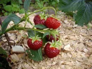 Iyo nuburyo bwo gukora neza strawberry, nibyiza