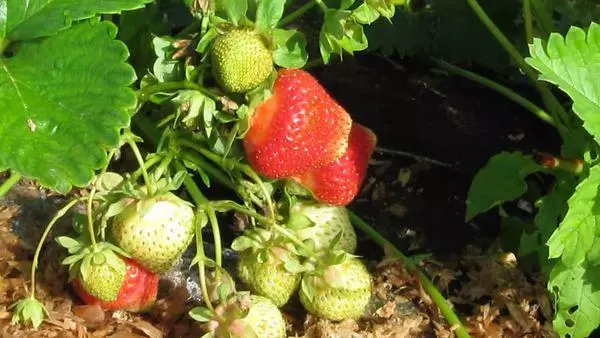 Strawberry on goobta