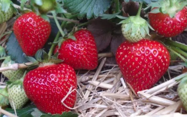 Mulching strawberry