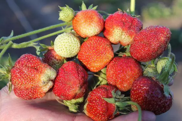 Berries Salsa.