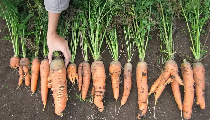 Tlla Sled Carrots