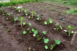 開いた土の中でカボチャの成長と世話をする方法