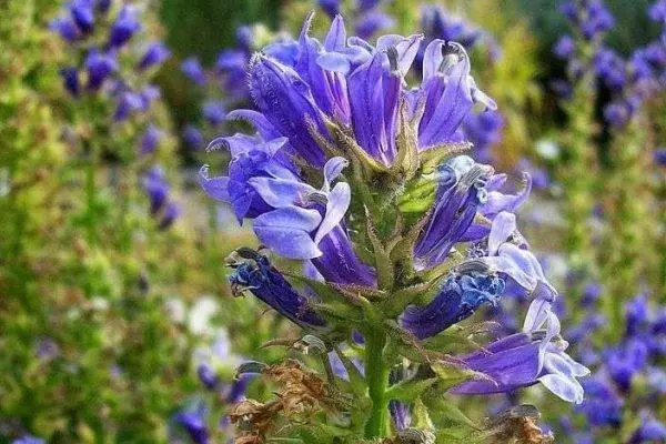 Flores Lobelia.