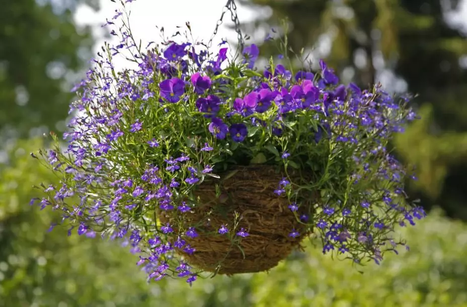 Lobelia en la poto