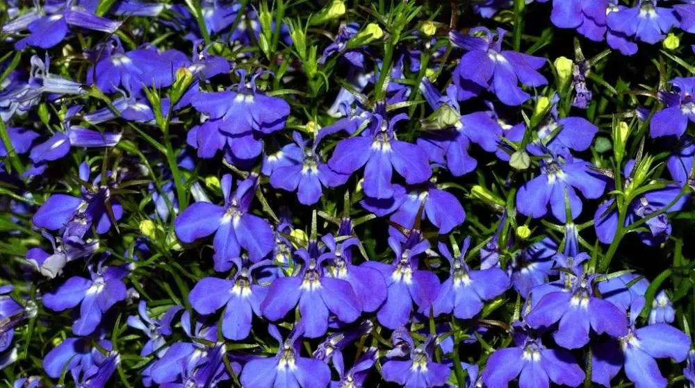 Moitos anos de Lobelia