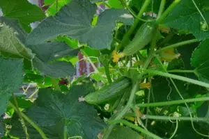 Beskrivning av Gings gurka, funktionerna i sin odling och vård
