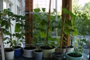 Какво и как да се хранят краставици у дома на балкона или перваза