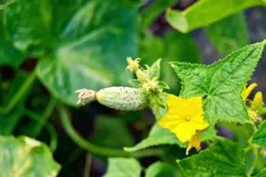 Description of the cucumber cucumber, its yield and care