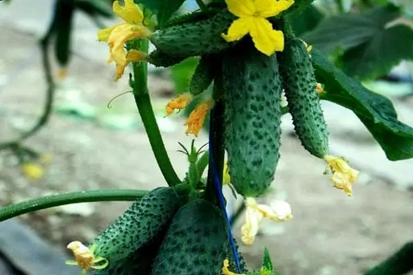 Cucumbers plantsje