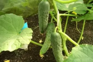 Characteristic and description of zozul cucumbers, their yield