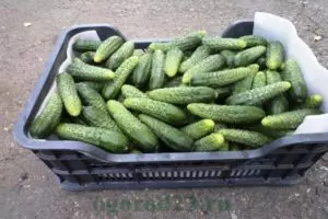 Beschrijving en kenmerken van het cijfer van komkommers Herman, landing en zorg