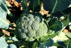 Groeie en soarch foar broccoli yn 'e iepen grûn thús