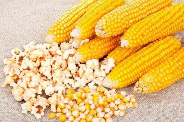 maíz para palomitas de maíz