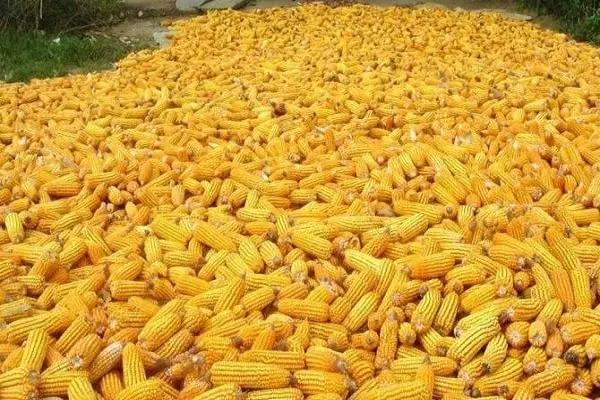 Abrir el maíz