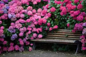 Priskribo de la specio Rhododendron Catiavbinsky, Landing kaj Prizorgaj Reguloj