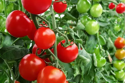 Pomidorų naujovių įvairovės charakteristika ir aprašymas, jo derlius