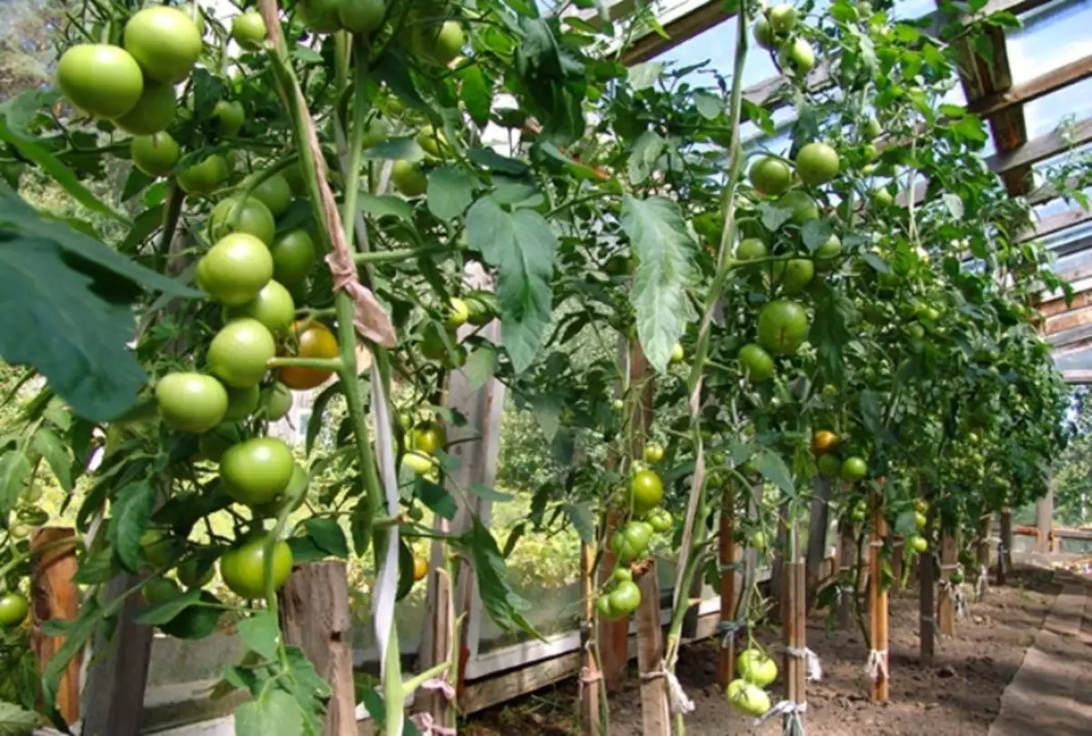 Tomato li Greenhouses