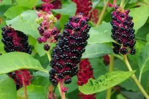 Proprjetajiet terapewtiċi u ta 'benefiċċju tal-berries Amerikani Lakonos, applikazzjoni