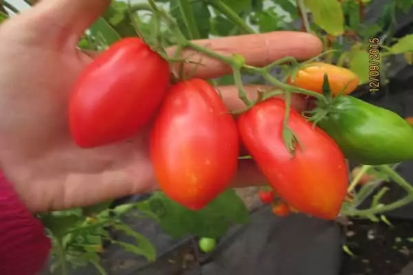 Pomidor transnovinka