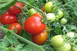 Kirjeldus Tomati Milase tomati, selle iseloomulik ja saagis