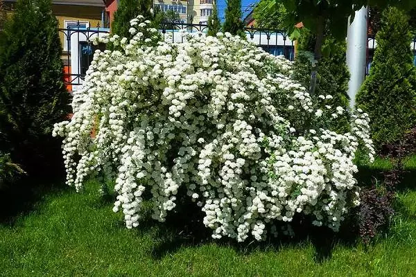 Valkoinen bush