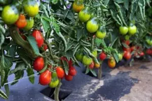 Açık toprak için armut şeklindeki domateslerin açıklaması