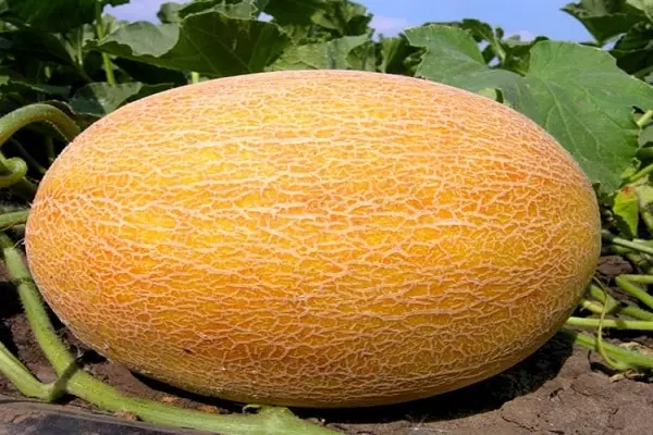 Melon আনারস