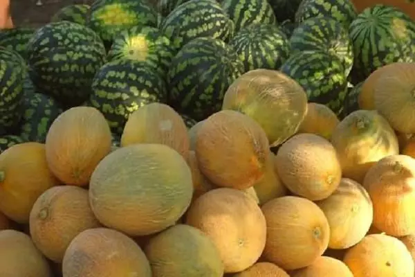 Fruits Melon
