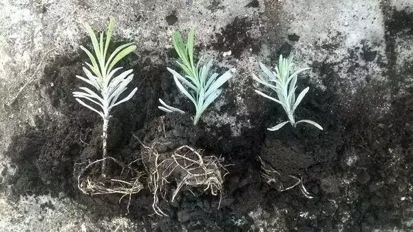 Lavender cuttings