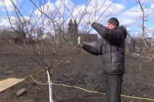 Hogyan kell vágni a sikátor nyáron, tavaszi és őszi, a korona kialakulásának séma