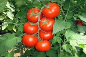 Pomidorų bendras mažai aprašymas