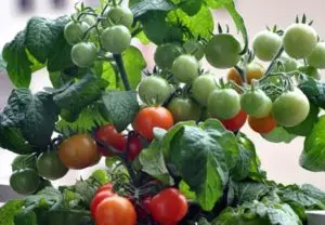 Kenmerkende en beschrijving van de verscheidenheid aan tomatenminibel, de opbrengst