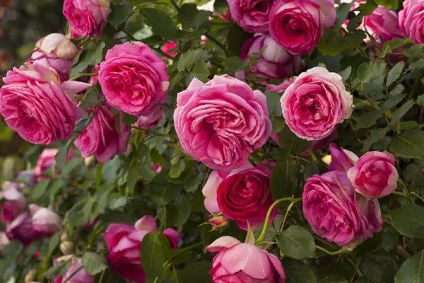 Awọn Roses Bush