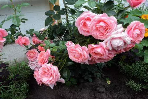 Роуз во Клумба