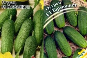 Beschrijving van de harmonist van komkommer en zijn groeiende
