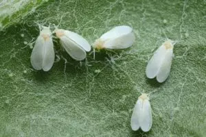 What if on the cucumbers white midges and how to deal with them?
