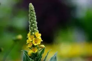 Περιγραφή των 10 καλύτερων ποικιλιών της Verbask της μακροπρόθεσμης, καλλιέργειας σπόρων