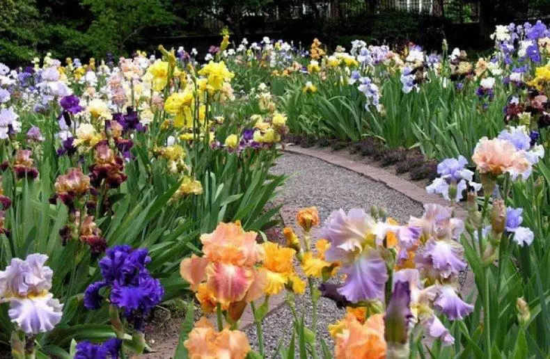 Çiçək irisləri