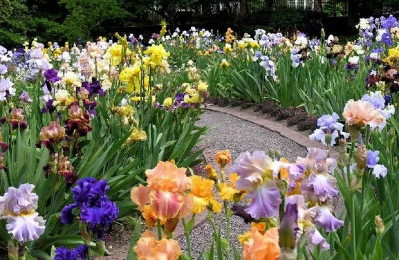 Bláth Irises