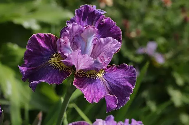 Iris ခရမ်းရောင်