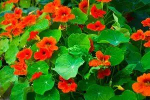 Katerangan 14 spésiés sareng variétas nasturtium, badarat sareng perawatan terbuka