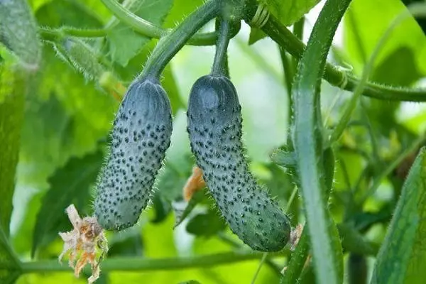Rashin lafiya cucumbers