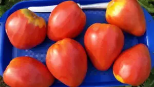 Charakteristika a popis rajčatového stupně srdce buvola, jeho výnos