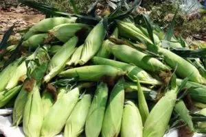 Правила и услови жетве кукуруза на зрно у ЦОБС-у са пољима