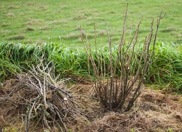 Pemangkasan Bush.