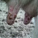 Mastitis purulen ing sapi: Panyebab lan gejala, obat kanggo perawatan 1256_3