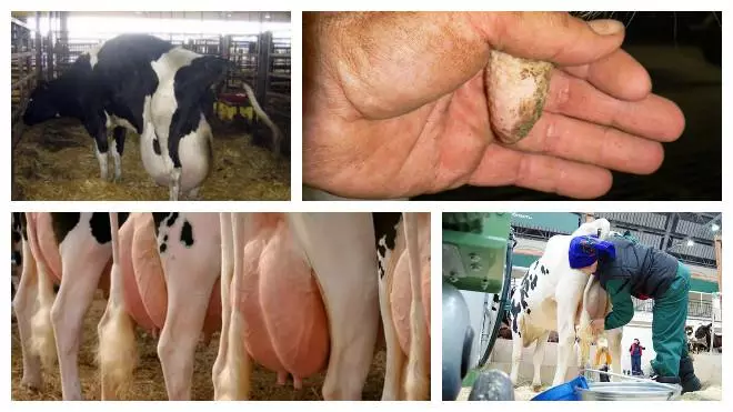 gnojni mastitis u kravi