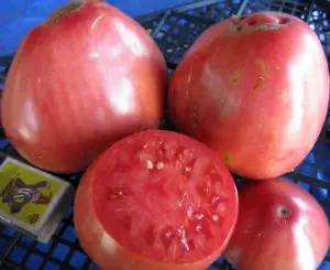 Charakteristika a popis různých rajčatových silných nebo louže, jeho výnos